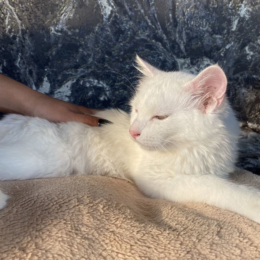Котенок ван