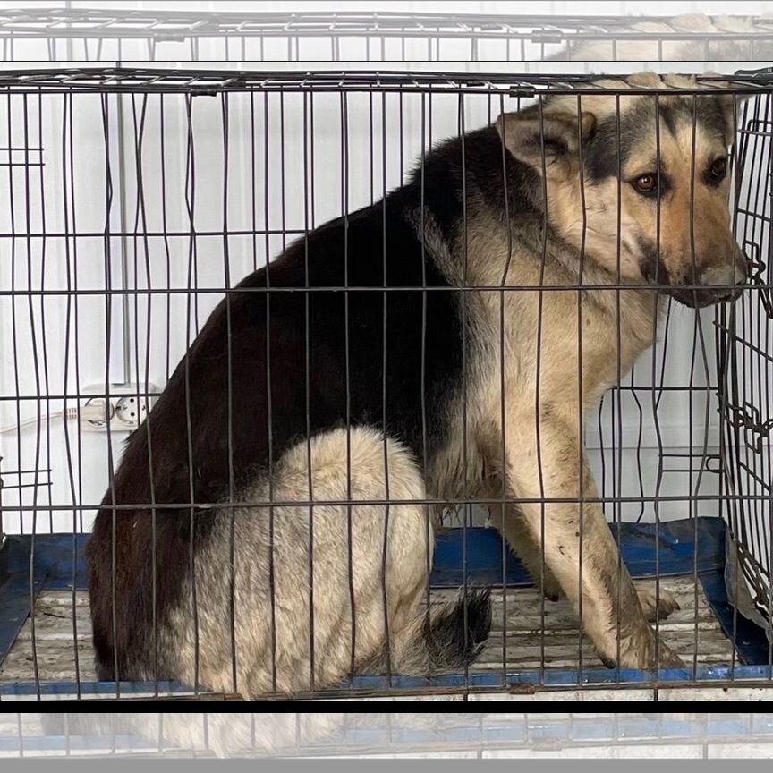 Взрослый пёс в добрые руки