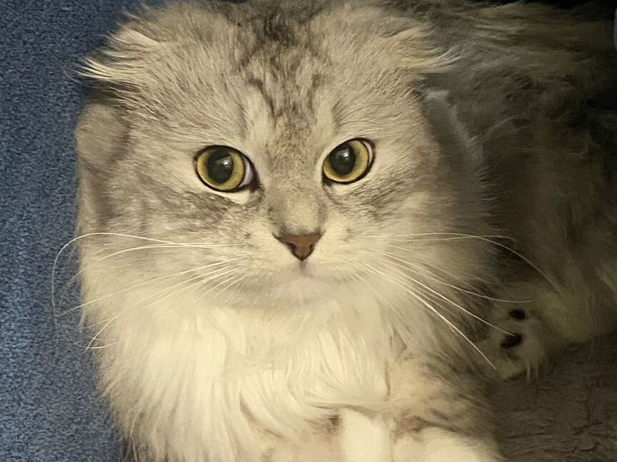 Шотландский кот вязка