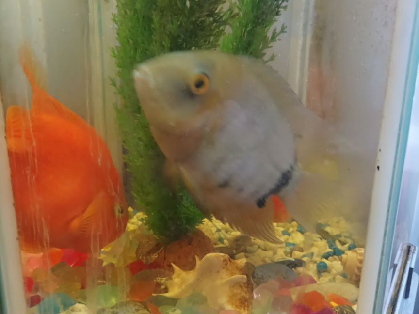 Аквариумные рыбки