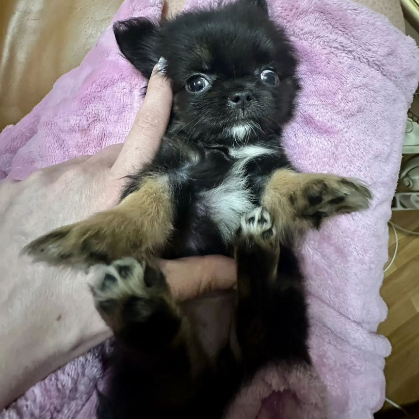 Чихуахуа, щенок