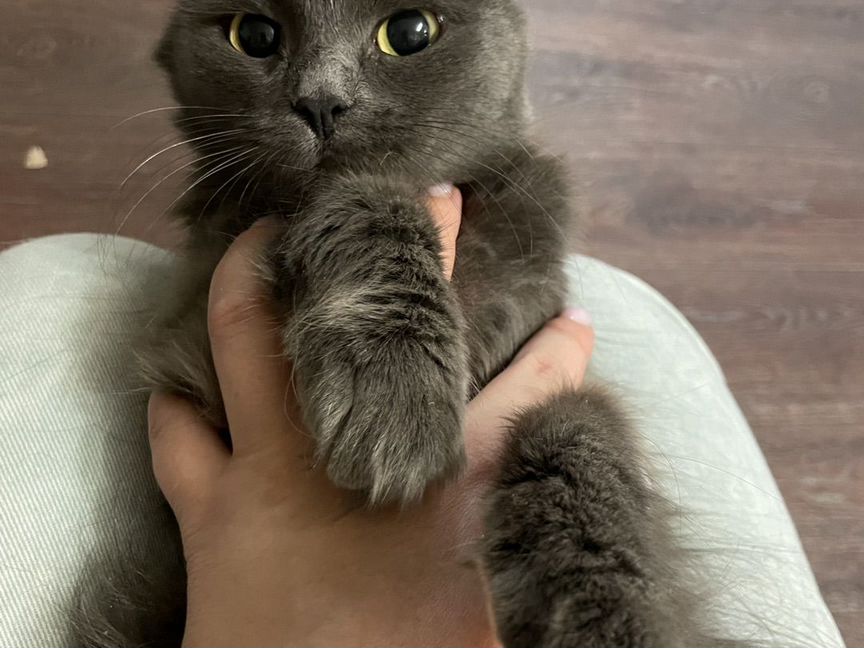 Кошка в добрые руки
