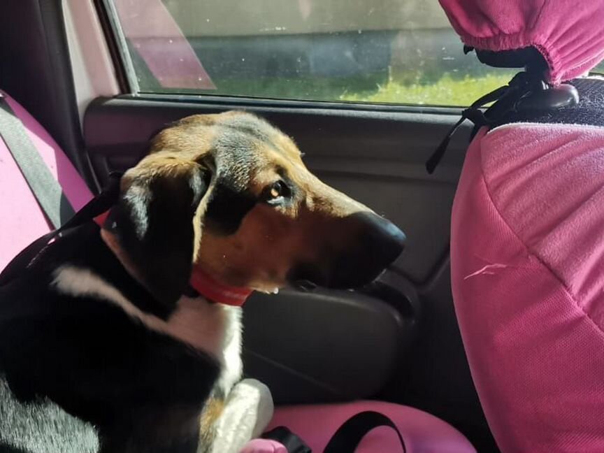 Собаки бесплатно в добрые руки щенки