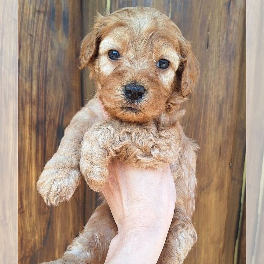 Кавапу, щенок