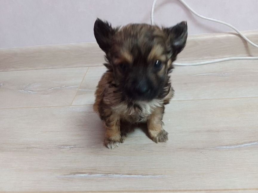 Щенок той-шпищ