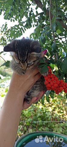 Котенëк в добрые руки