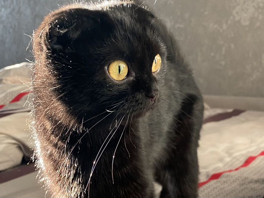 Шотландская вислоухая кошка вязка