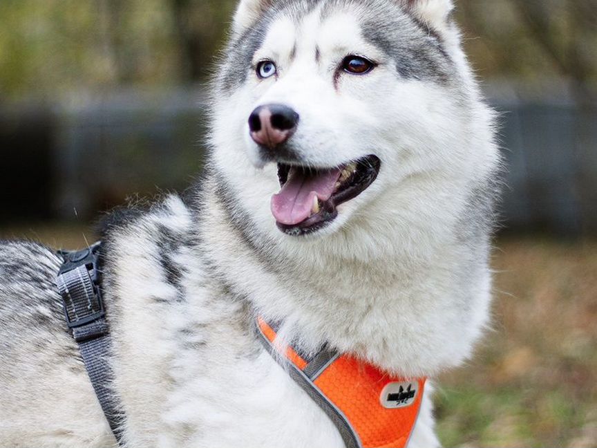 Сибирский хаски в добрые руки