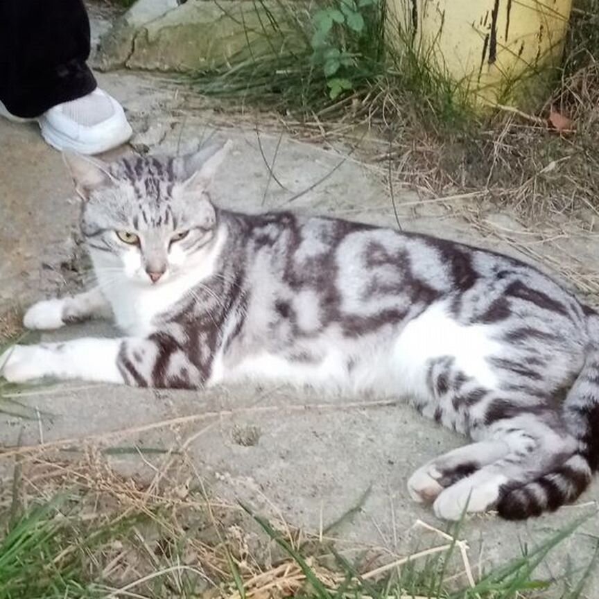 Чей потеряшка