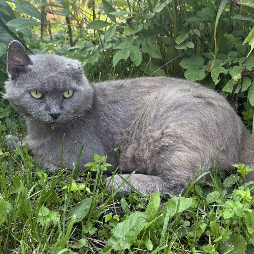 Котик в добрые руки