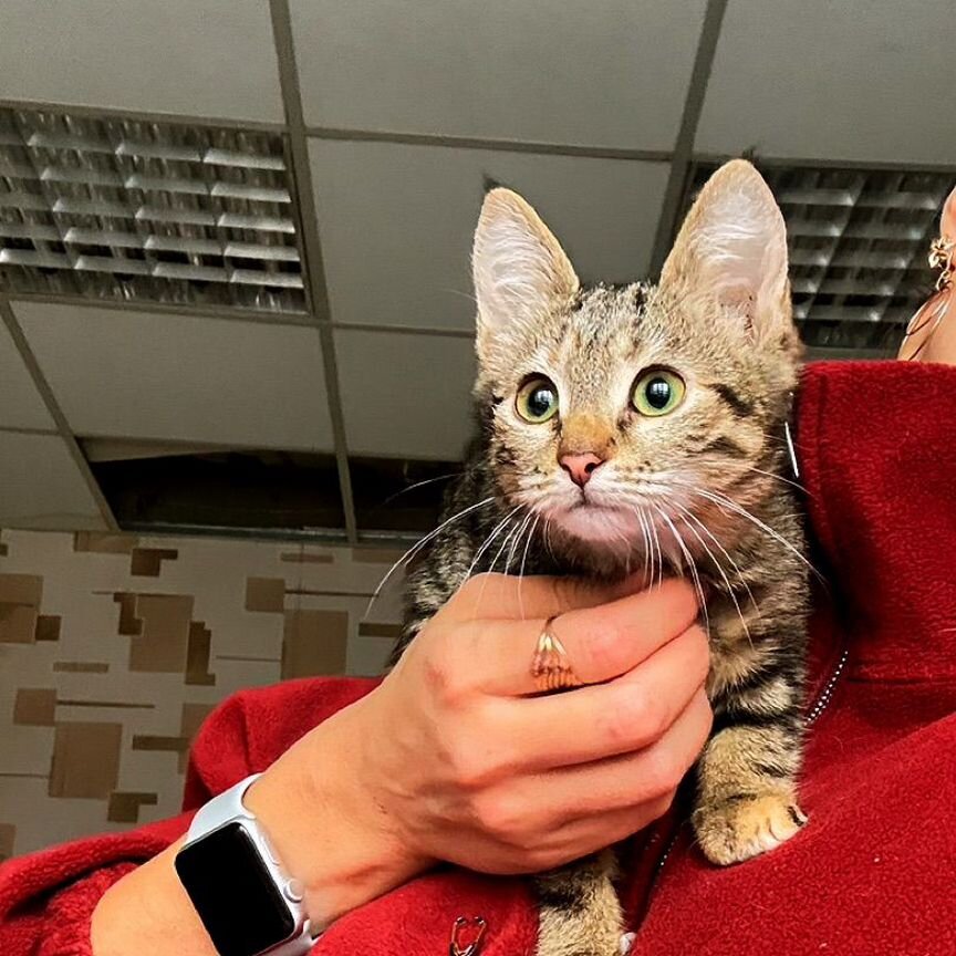 Котёнок в добрые руки