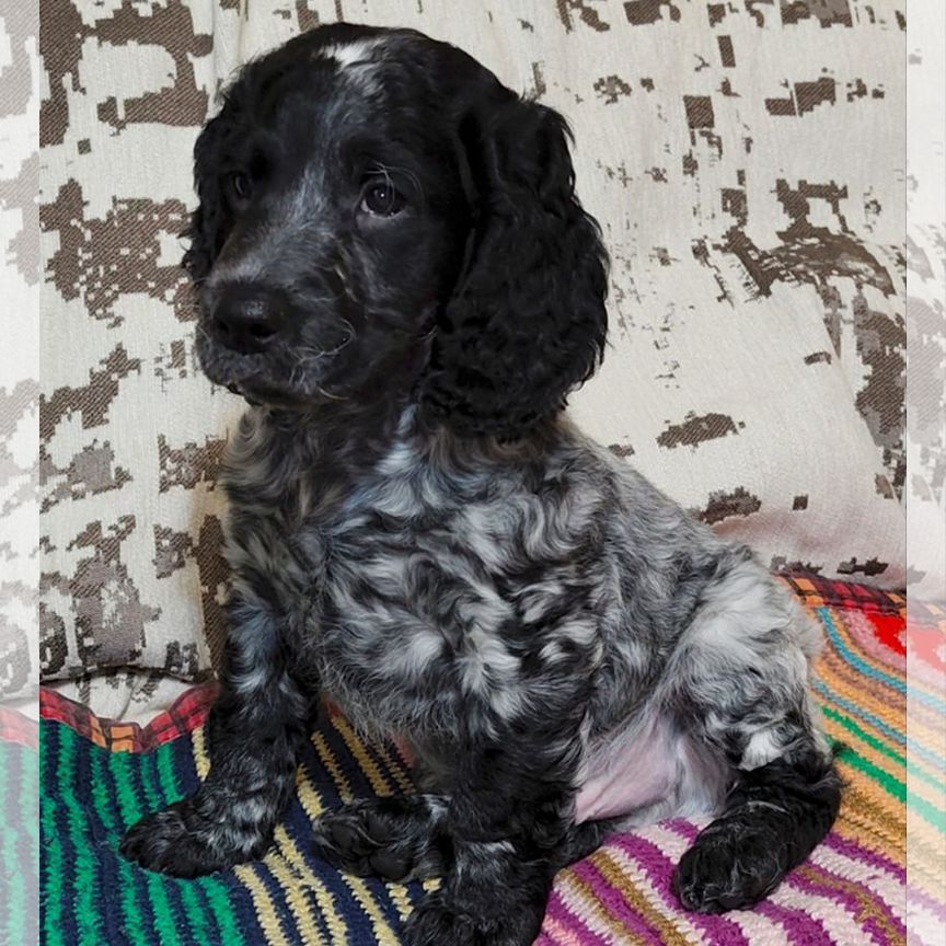 Русский охотничий спаниель, щенок