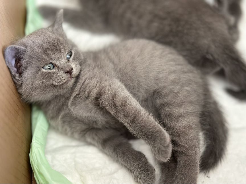 Британские котят