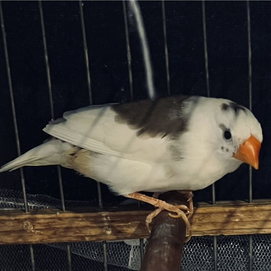 Зебровые амадины