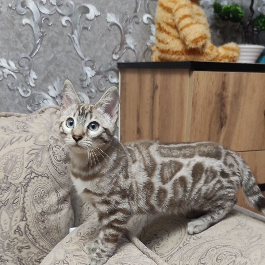 Бенгальская