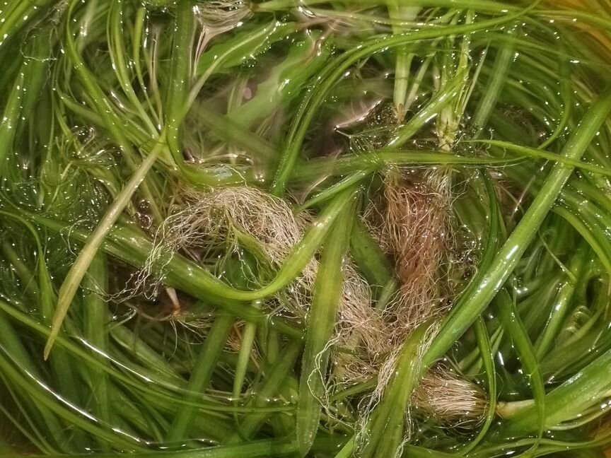 Валиснерия