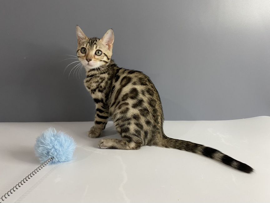 Бенгальские котята