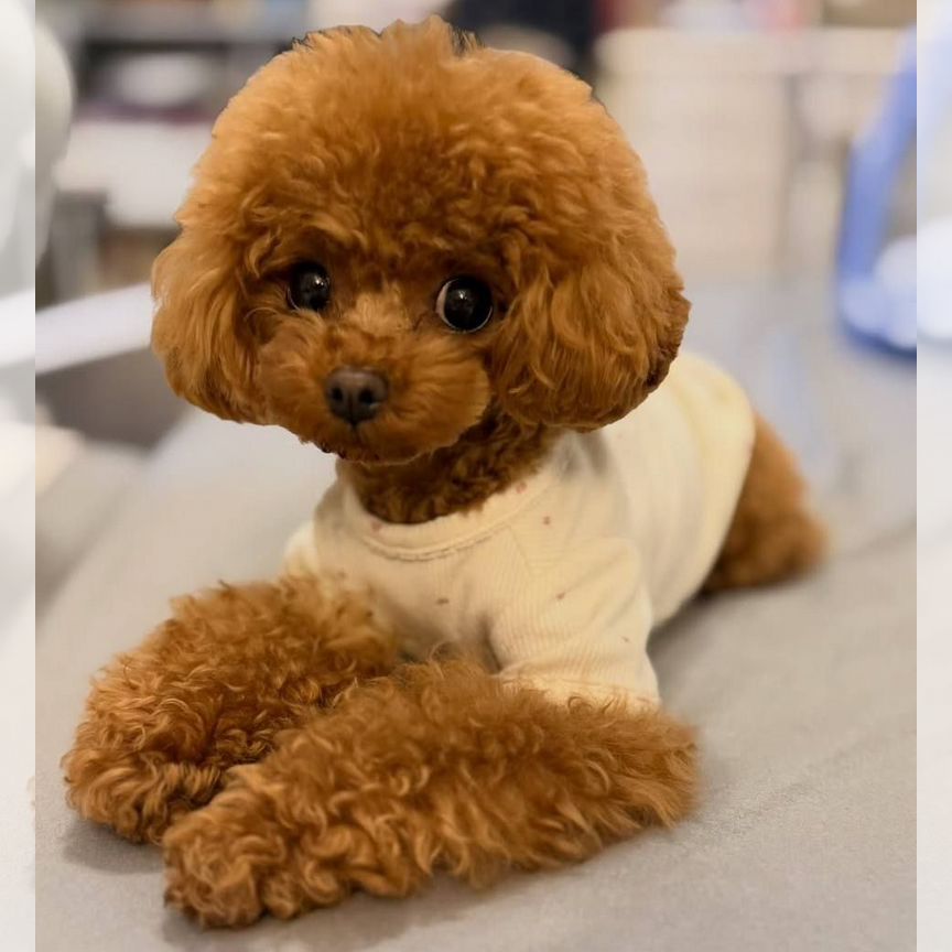 Той-пудель, щенок