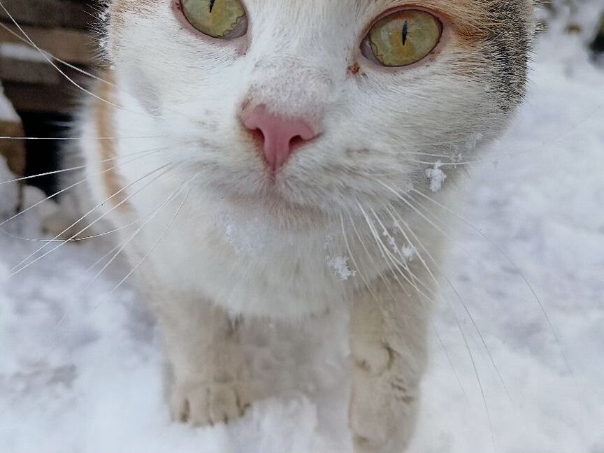 Кошки живут на улице