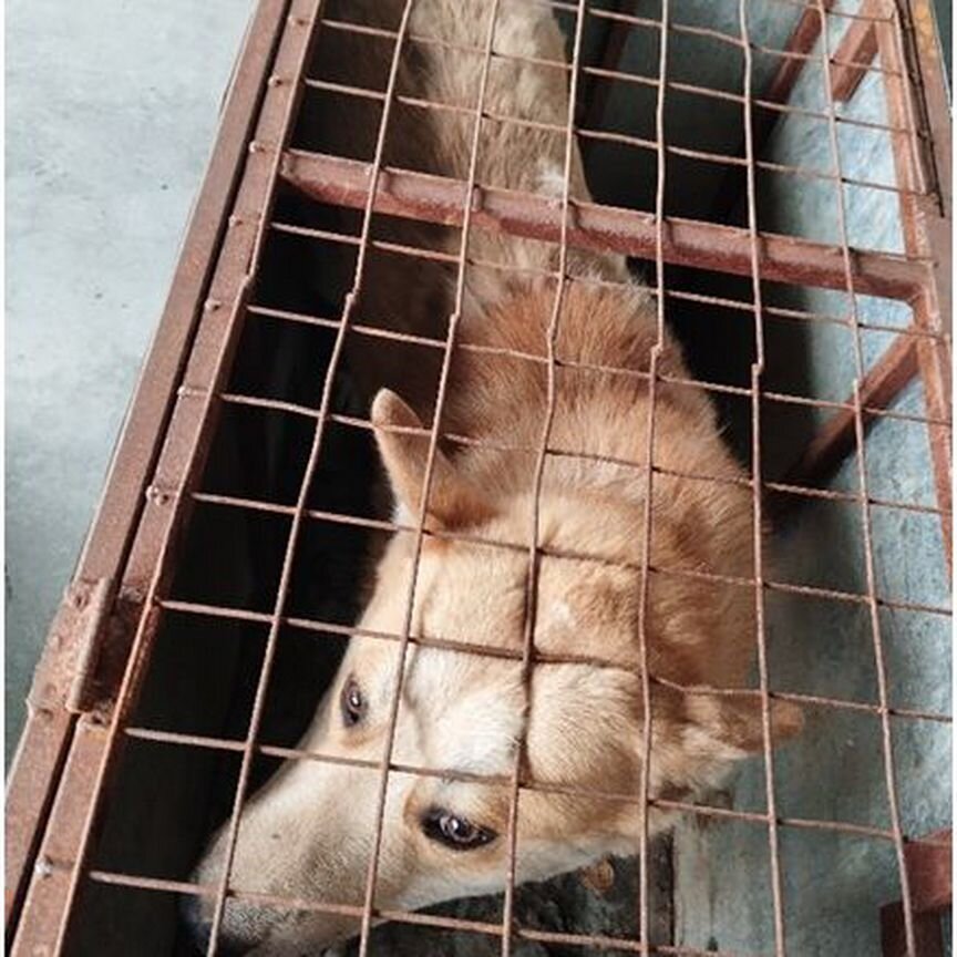 Собаки желают обрести семью)