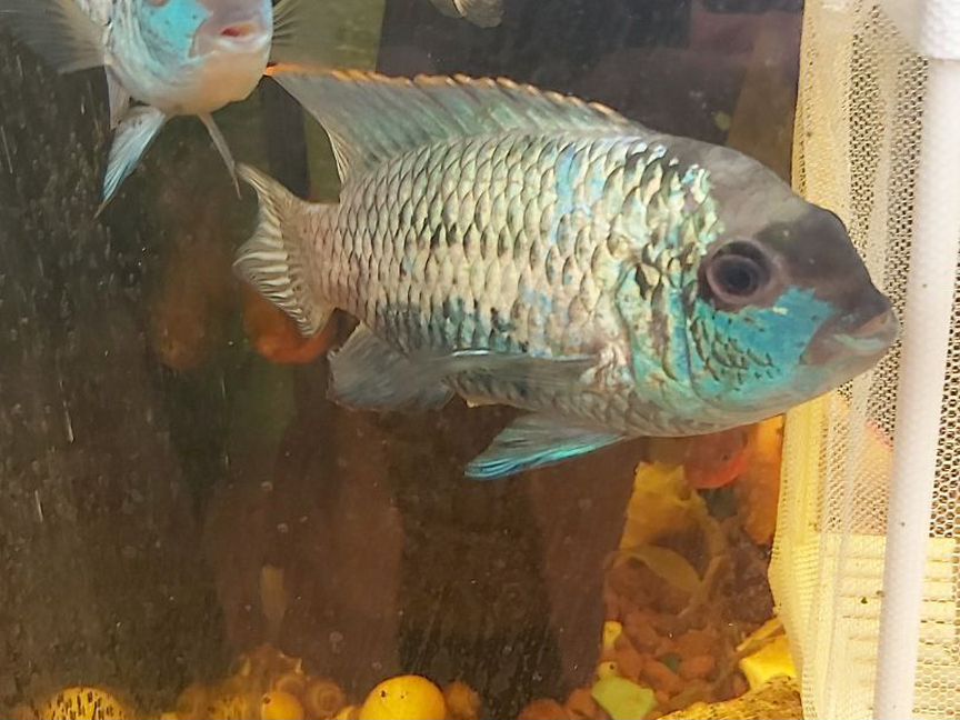 Аквариумные рыбки наннакары