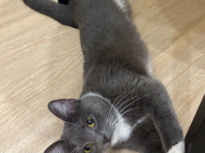 Кошка 1 год