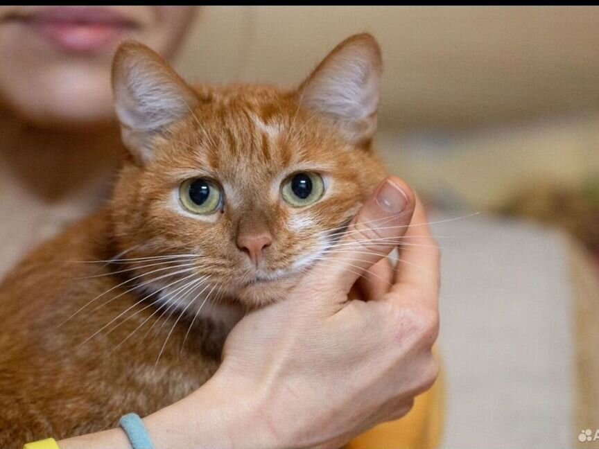 Ласковый котик Финик 7 лет в добрые руки