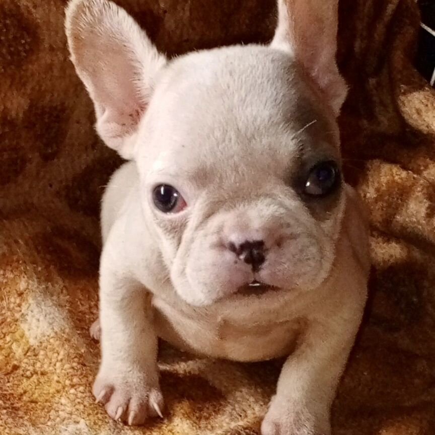 Мини Зефирка