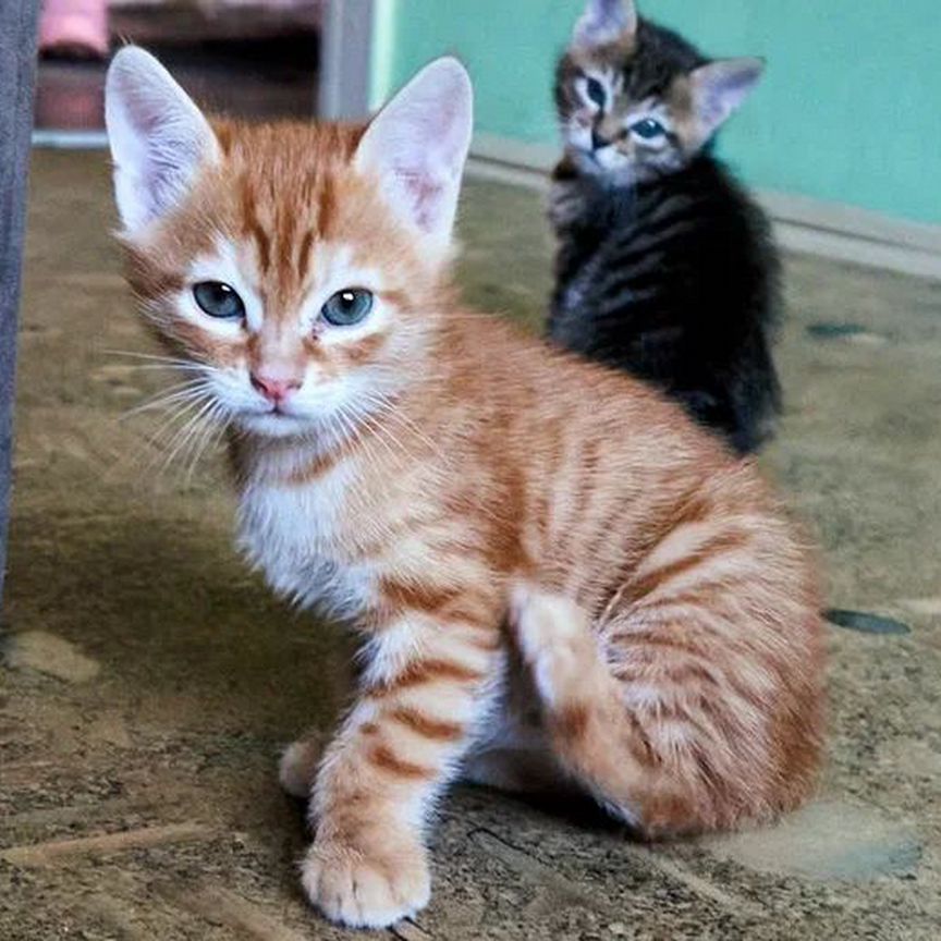 Котёнок курильский бобтейл