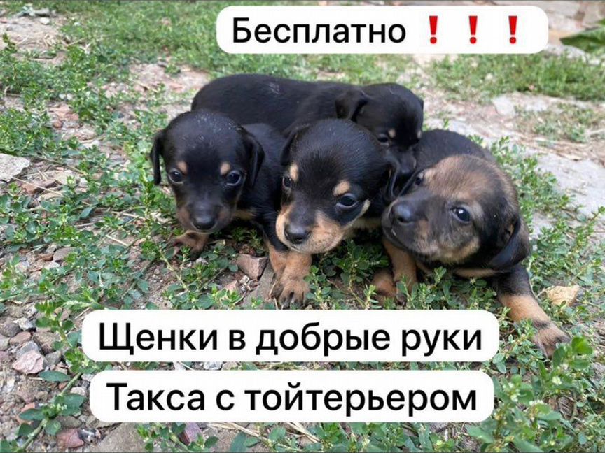 Щенки Такса с тойтерьером