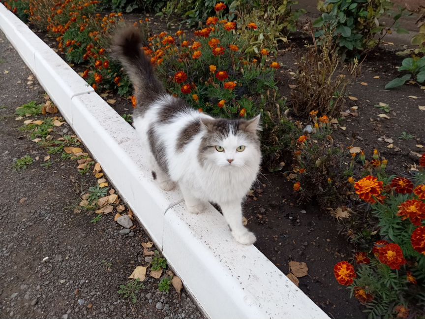 Кошка только в самые заботливые руки