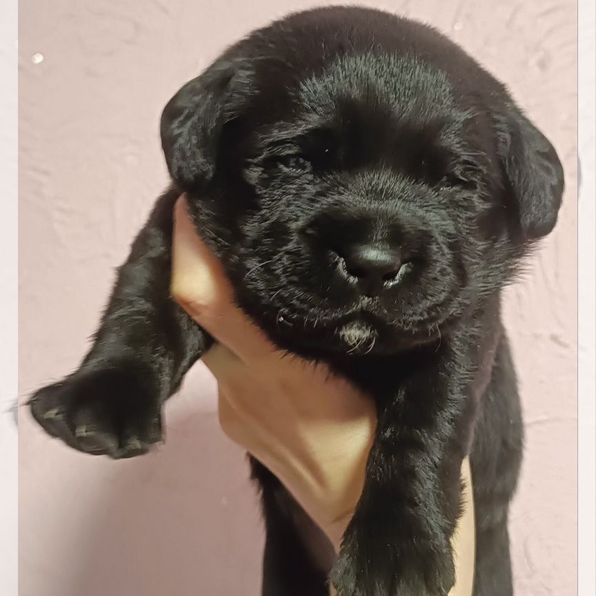 Лабрадор-ретривер, щенок