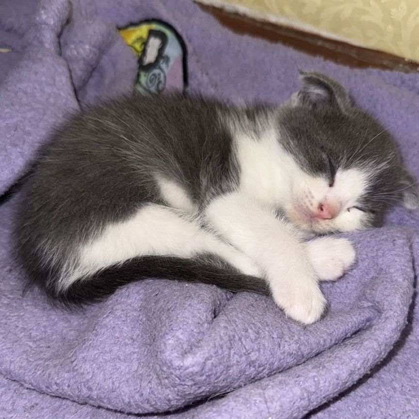 Отдам в добрые руки котика британца
