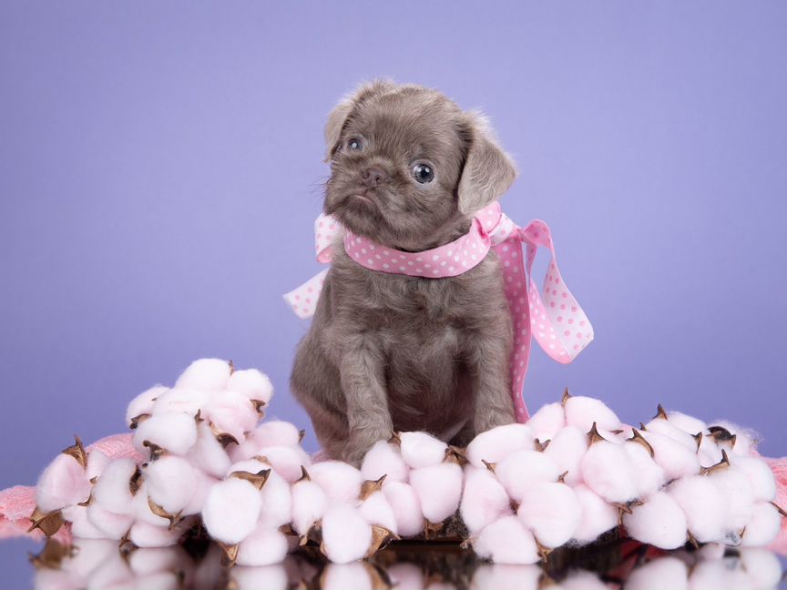 Бельгийский гриффон. Красотка