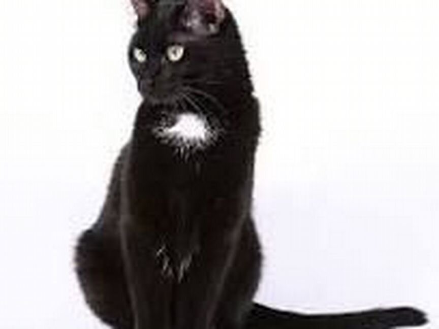 Отдам в очень добрые руки