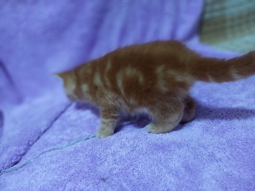 Британские котята