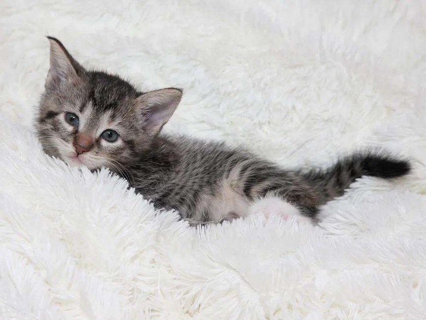 Котенок девочка на бронь
