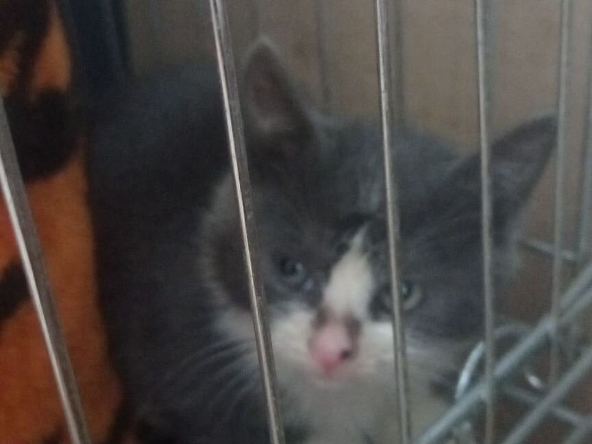 Малыши котята мальчики 2 мес