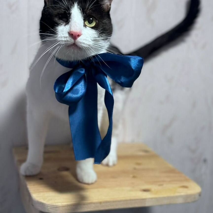 Кот в добрые руки