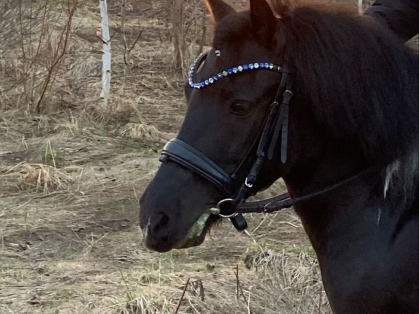 Уздечка для лошади cob