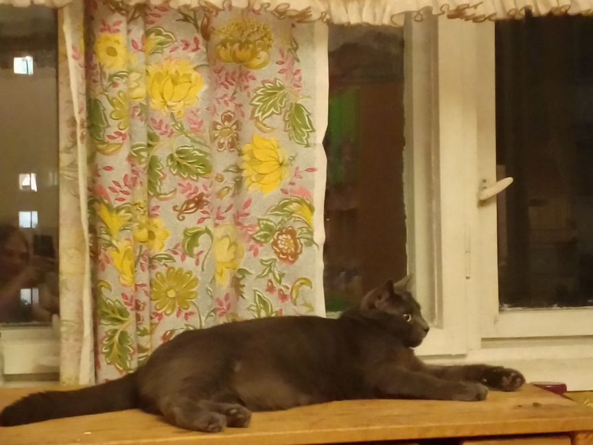 Отдам кота в добрые руки