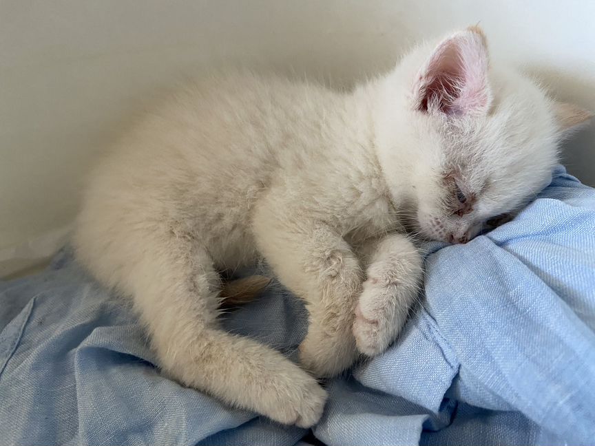 Кошка