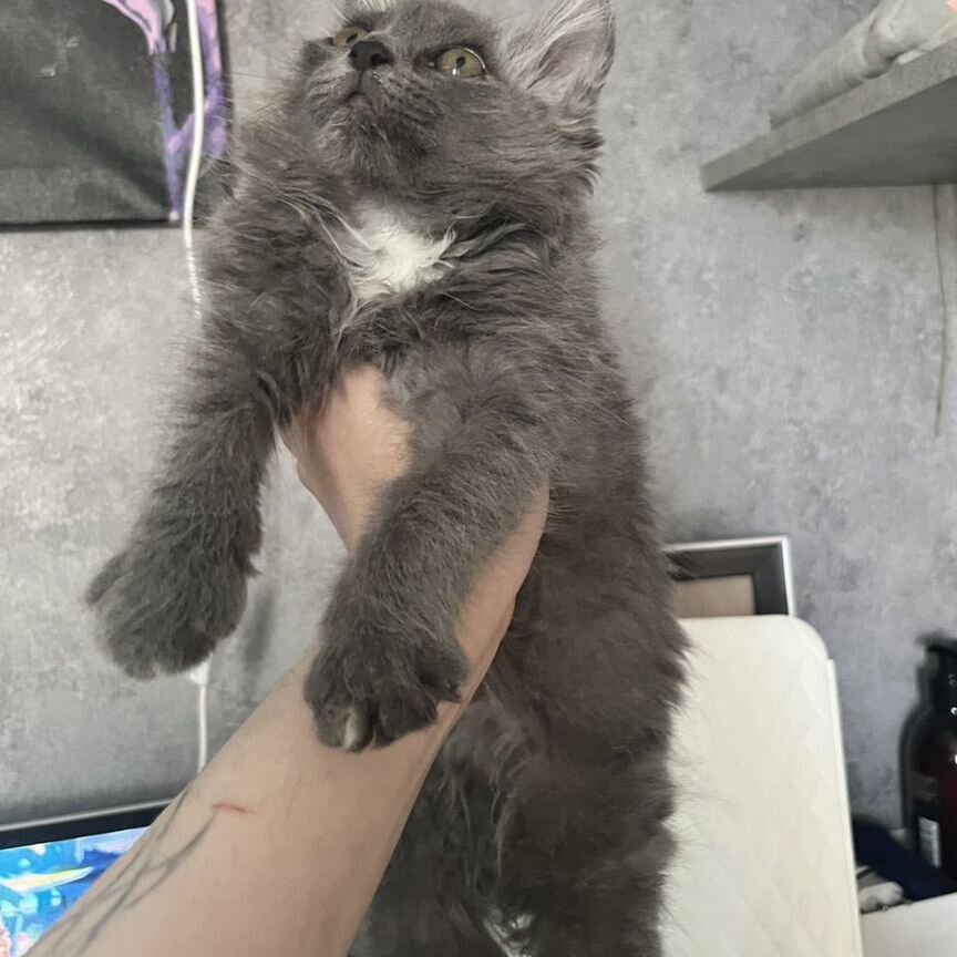 Сибирский котёнок