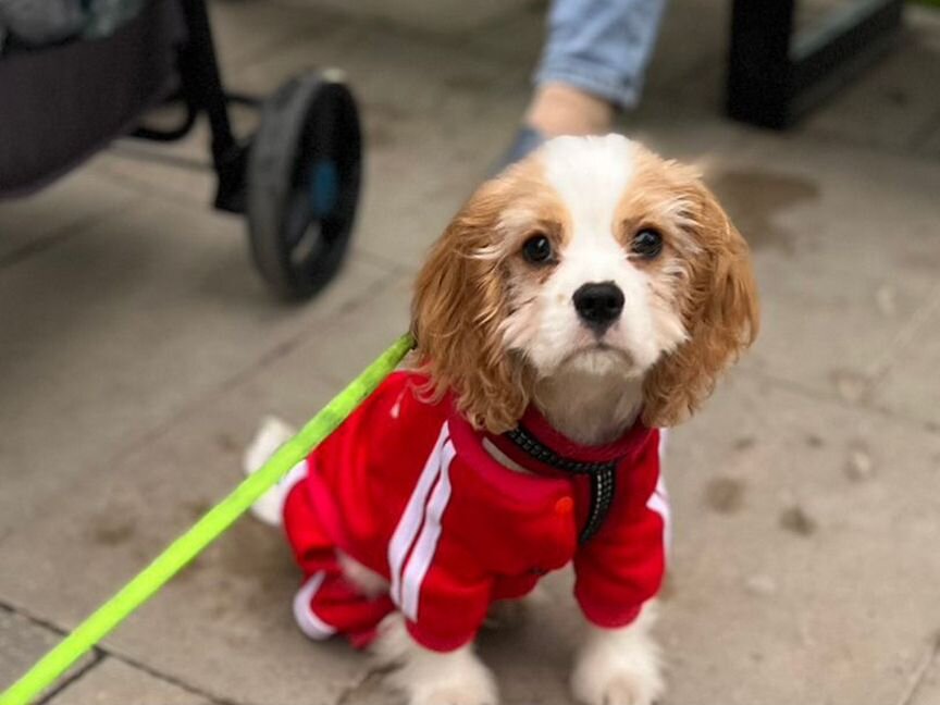 Кавалер Кинг Чарльз Спаниель