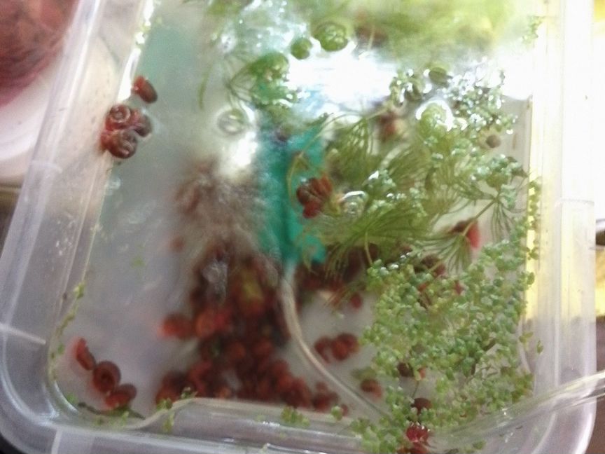 Улитки аквариумные катушки