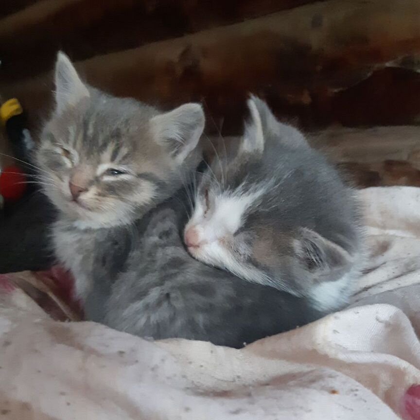 Котёнок в добрые руки