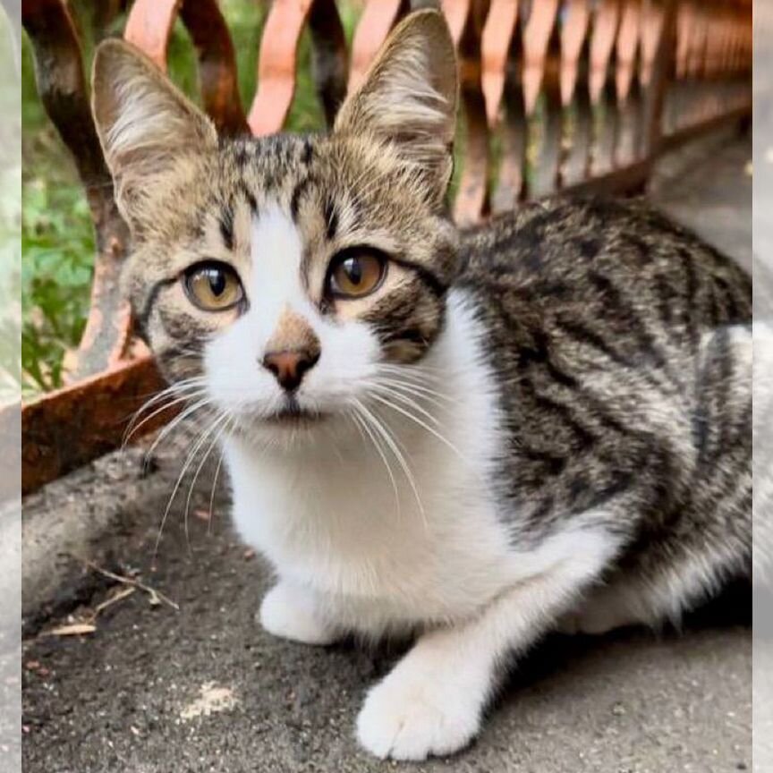 Котенок Шурик ищет семью