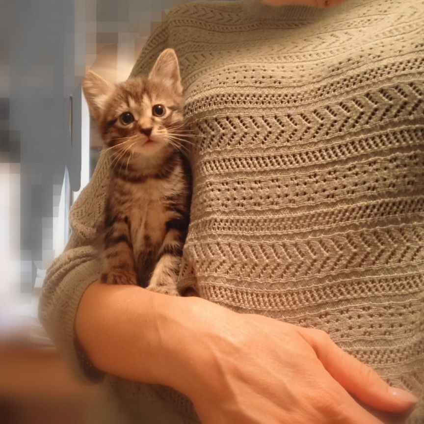 Котёнок