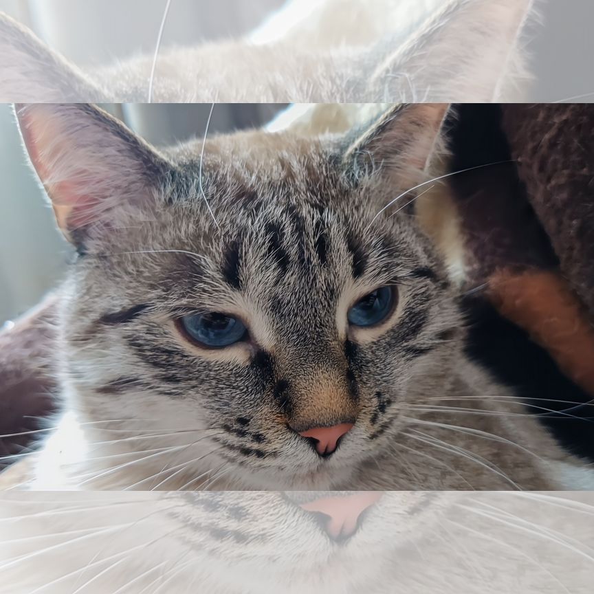 Охос азулес, взрослый кот