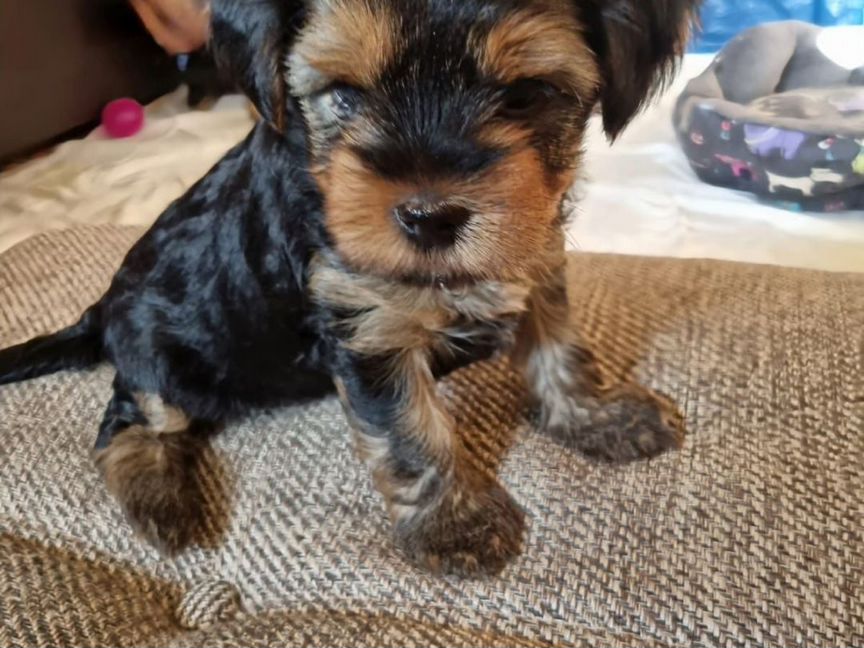 Йоркширский терьер щенки девочки